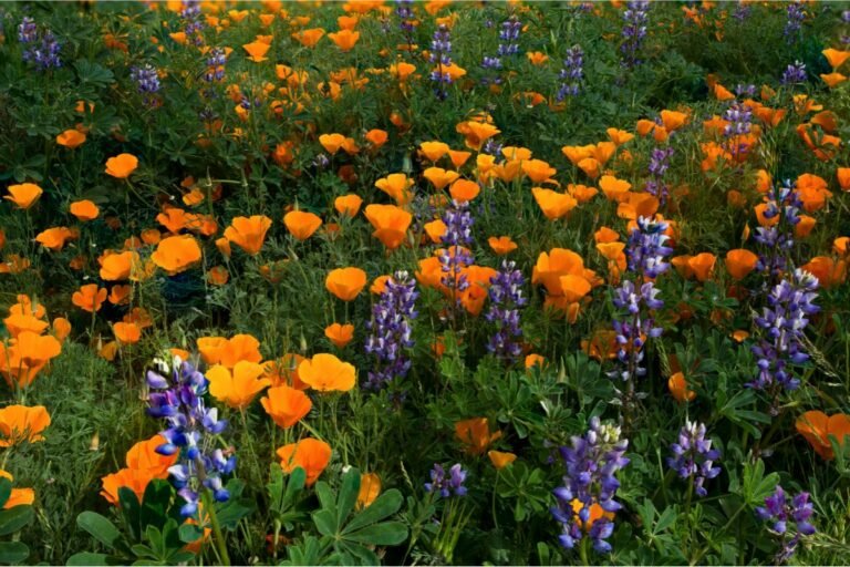 10 Types Of Spring Wildflowers Including Photos - Mich Wildflowers