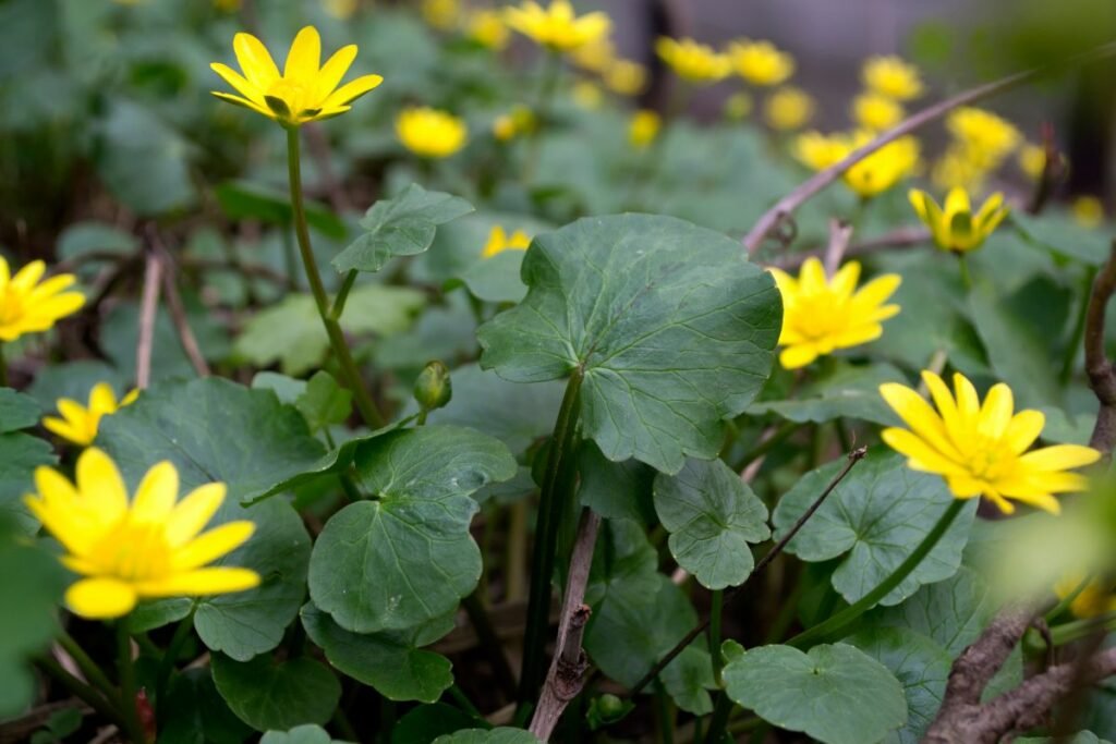 12 Types Of Yellow Wildflowers Found In The United States - Mich ...
