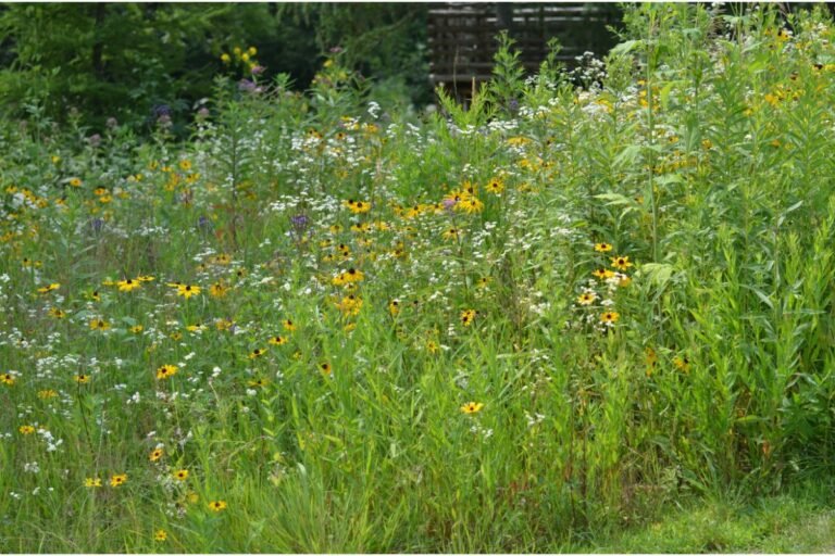 39 Common Types Of Wisconsin Wildflowers Including Photos - Mich ...