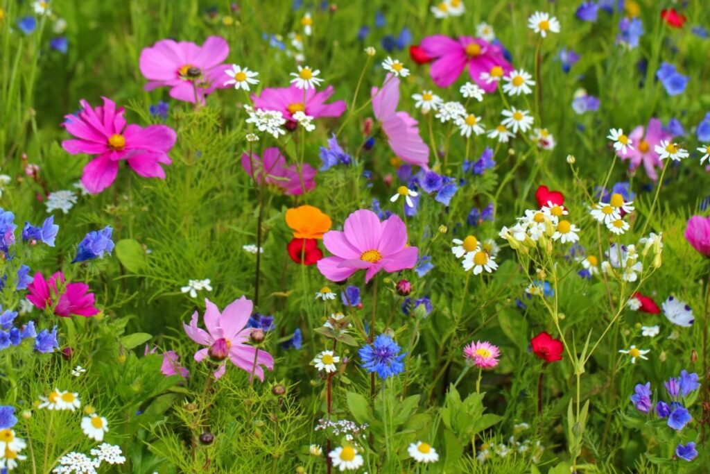 39 Common Types Of Wisconsin Wildflowers Including Photos - Mich ...
