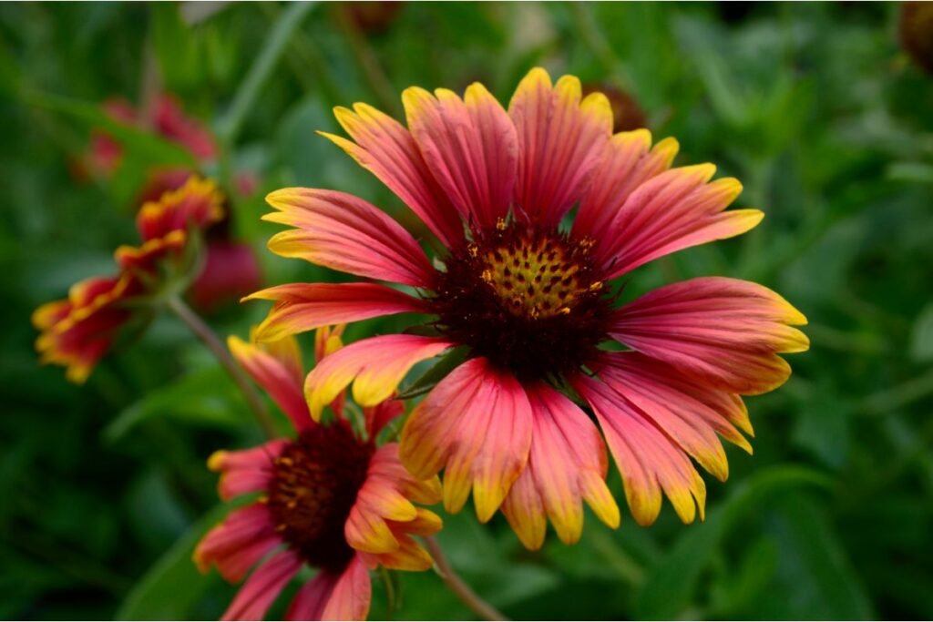 45 Common Types Of Florida Wildflowers Including Photos - Mich Wildflowers