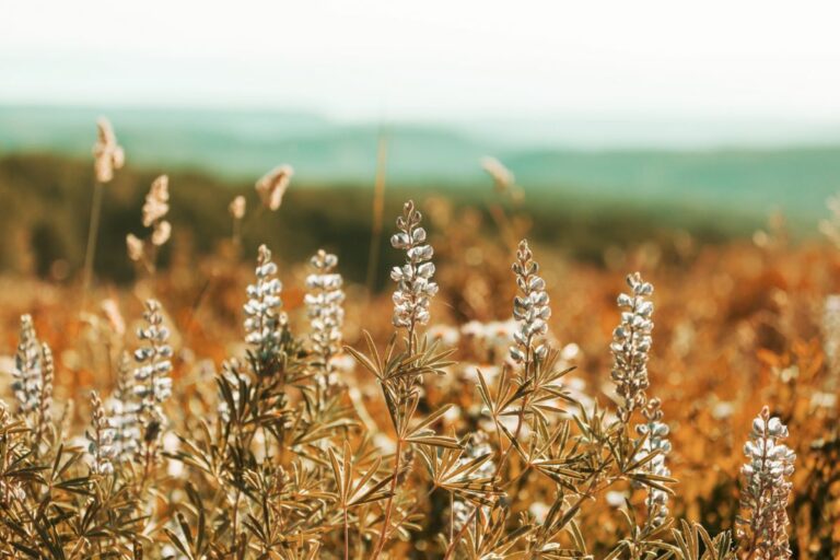 12 Best Forest Wildflowers To Spot On Your Next Adventure - Mich ...
