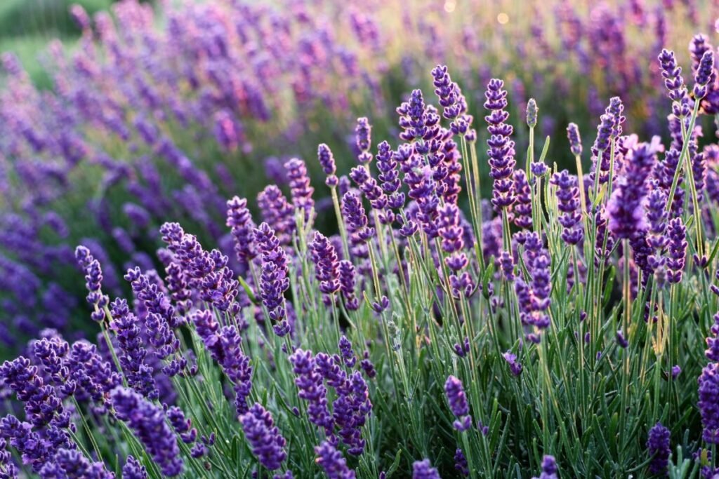 21 Types Of Lavender – The Nicest Flower In The World In Pictures ...