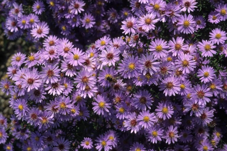 7 Beautiful Types Of Aster Flowers You May Not Have Seen - Mich Wildflowers