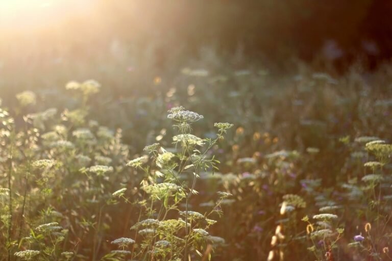 9 Best Hill Country Wildflowers To Spot On Your Next Adventure - Mich ...