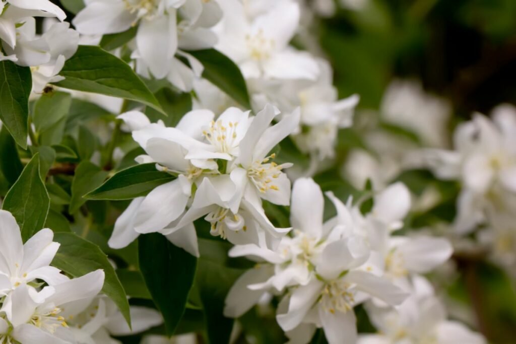 All You Need To Know About The Mexican Mock Orange - Mich Wildflowers