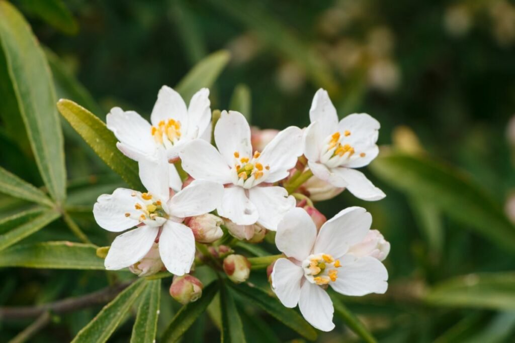 All You Need To Know About The Mexican Mock Orange - Mich Wildflowers