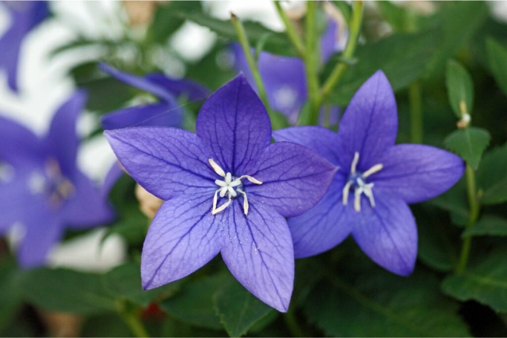 10 Beautiful Types Of Colorful Flowers You May Not Have Seen - Mich ...