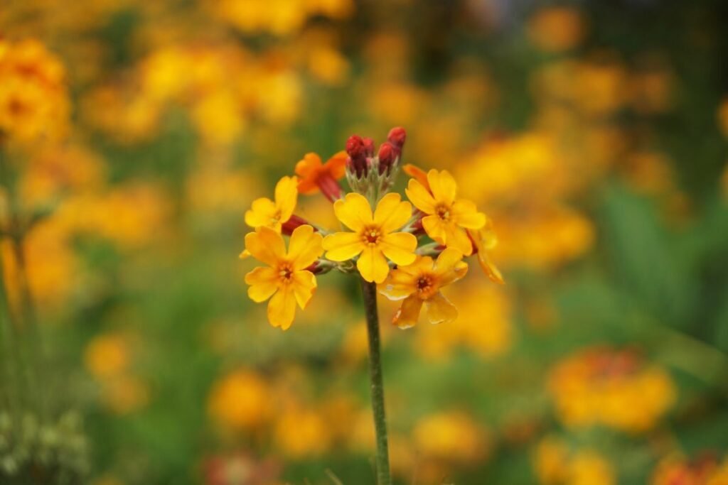 10 Beautiful Types Of Orange Flowers You May Not Have Seen - Mich ...
