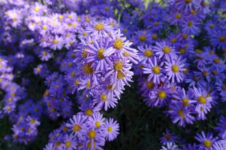 10 Beautiful Types Of Violet Flowers You May Not Have Seen - Mich ...