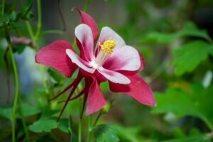 10 Types Of Columbine Flowers You May Not Have Seen - Mich Wildflowers