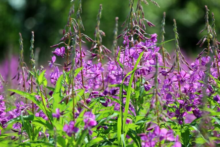 11 Best Wildflowers In Glacier National Park To Spot On Your Next ...