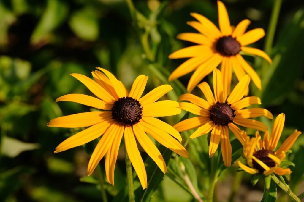 12 Yellow Perennial Flowers To Spruce Up Your Garden - Mich Wildflowers