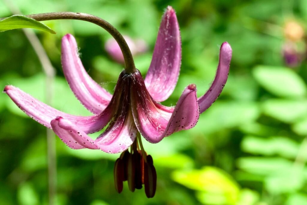 14 Beautiful Types Of Lilies Flowers You May Not Have Seen - Mich ...