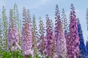 14 Beautiful Types Of Line Flowers You May Not Have Seen - Mich Wildflowers