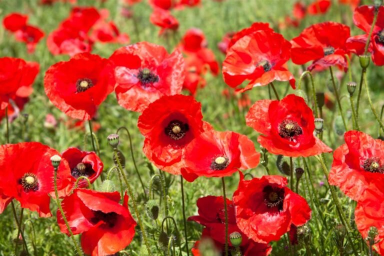 14 Beautiful Types Of Poppy Flowers You May Not Have Seen - Mich ...