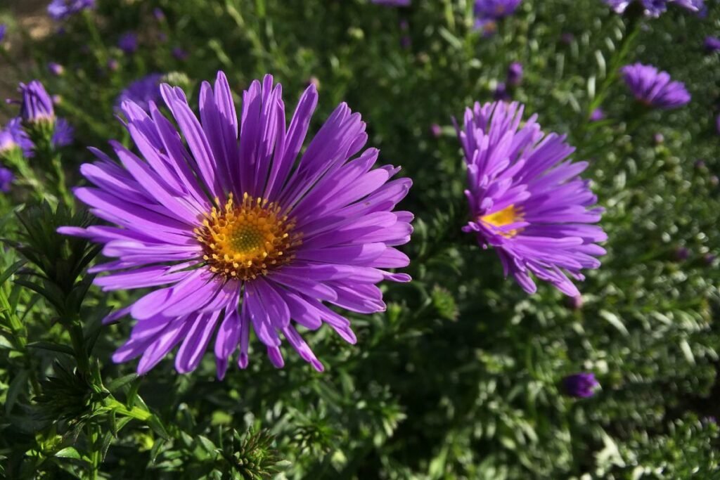 15 Best New England Wildflowers To Spot On Your Next Adventure - Mich ...