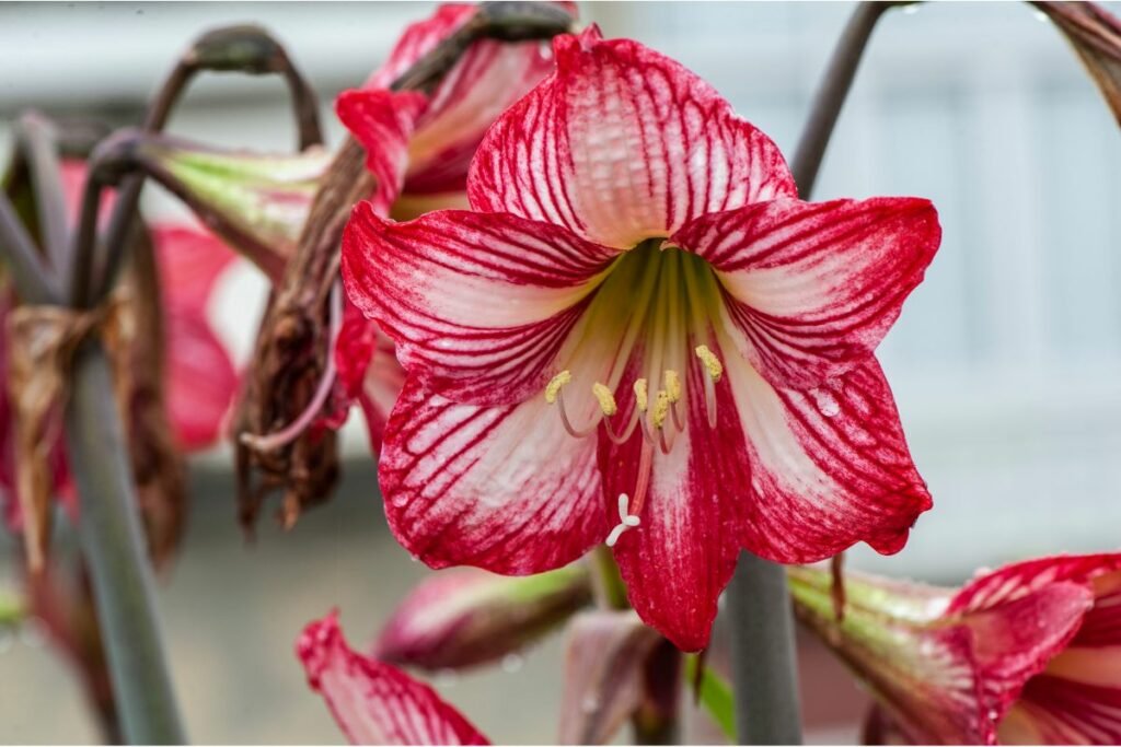 5 Beautiful Types Of Trumpet Flowers You May Not Have Seen - Mich ...