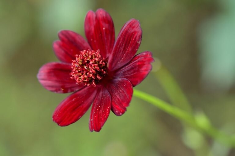 8 Beautiful Types Of Rare Flowers You May Not Have Seen - Mich Wildflowers