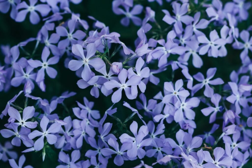 9 Stunning Blue Perennial Flowers For Your Garden - Mich Wildflowers
