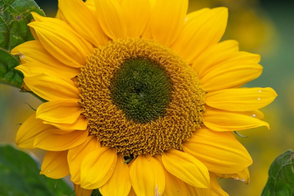 A Comprehensive Guide On How To Dry Sunflower Heads - Mich Wildflowers