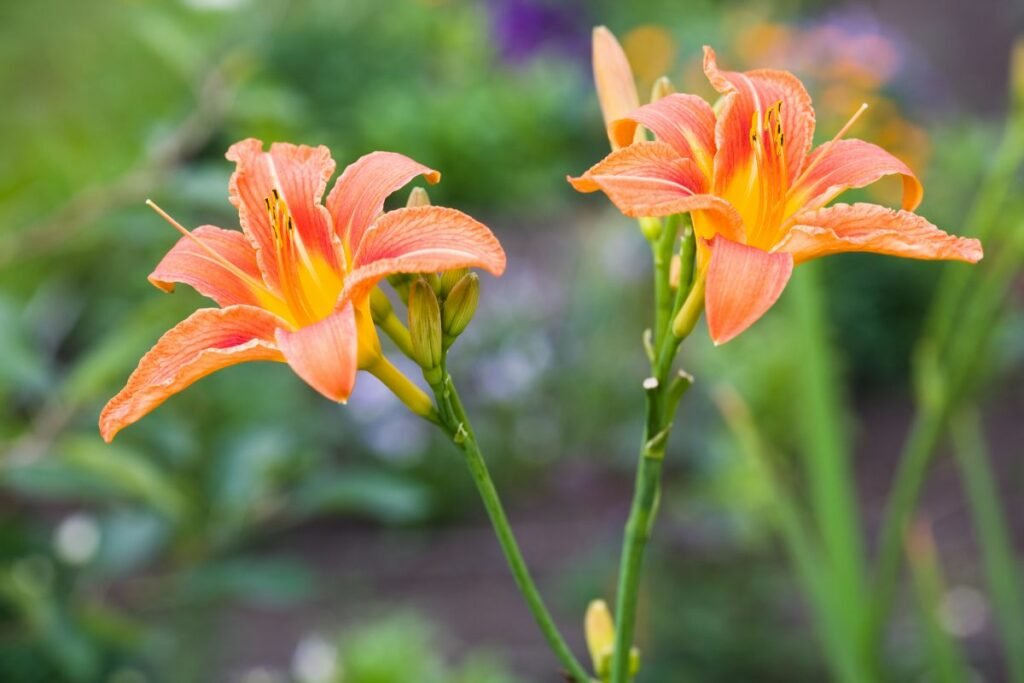 A Guide On How To Transplant Daylilies In The Garden - Mich Wildflowers
