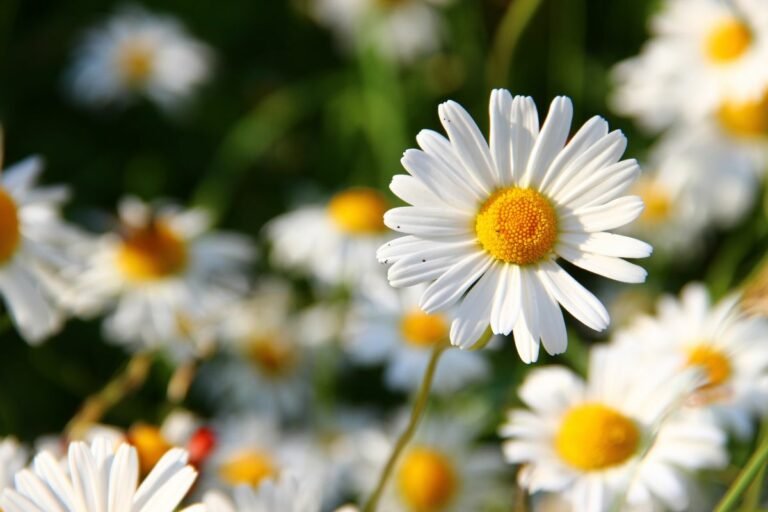 13 Beautiful Types Of Daisy Flowers You May Not Have Seen - Mich ...