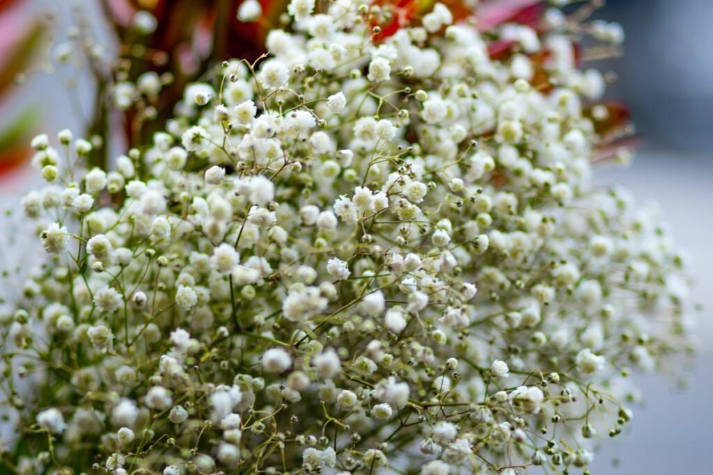 12 Beautiful Types Of Dried Flowers You May Not Have Seen - Mich ...