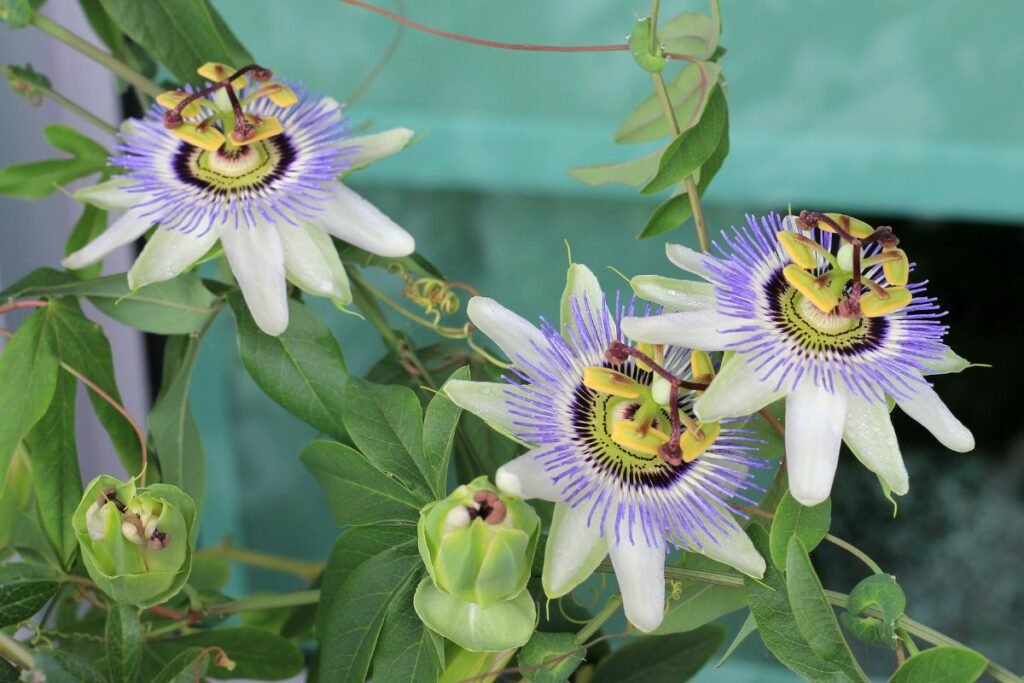 13 Beautiful Types Of Exotic Flowers You May Not Have Seen - Mich ...