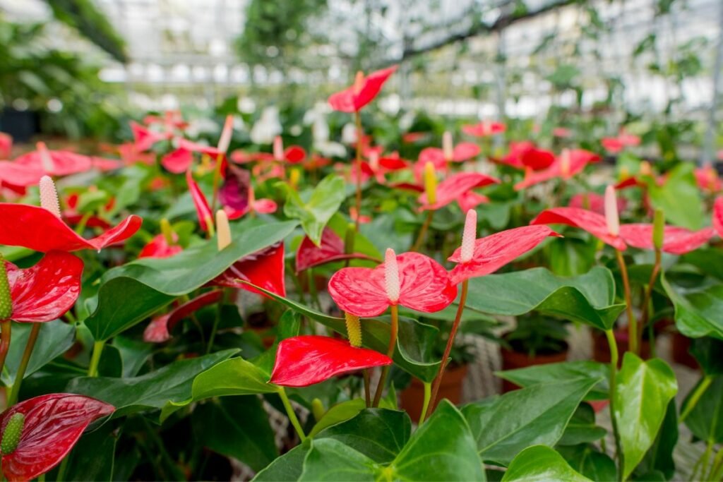 13 Beautiful Types Of Flowers In Hawaii You May Not Have Seen - Mich ...