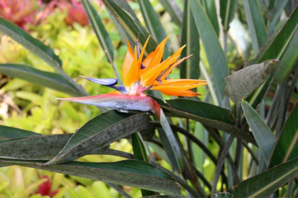 8 Beautiful Types Of Gardening Flowers You May Not Have Seen - Mich ...