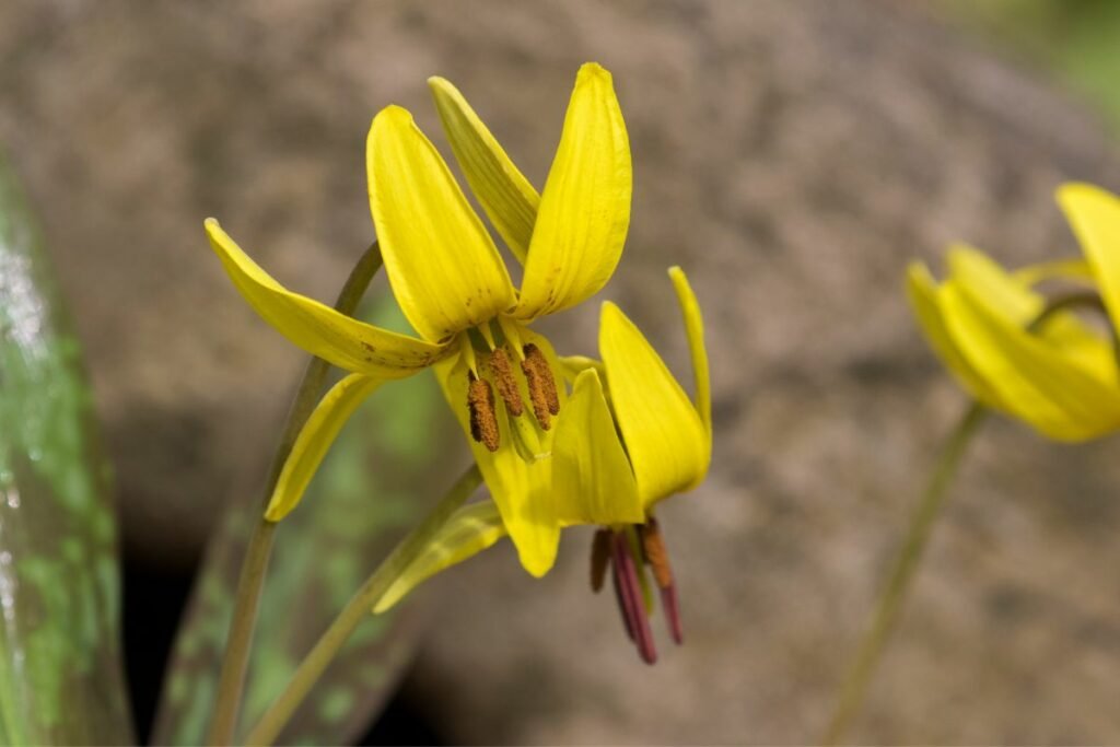 12 Best Yellow Wildflowers In Michigan To Spot On Your Next Adventure ...