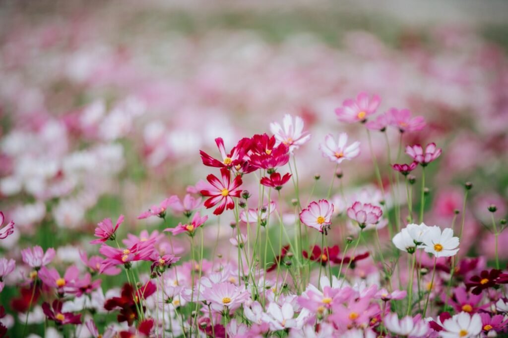 Cosmos Seeds - Growing Cosmos From Seed To Flower - Mich Wildflowers