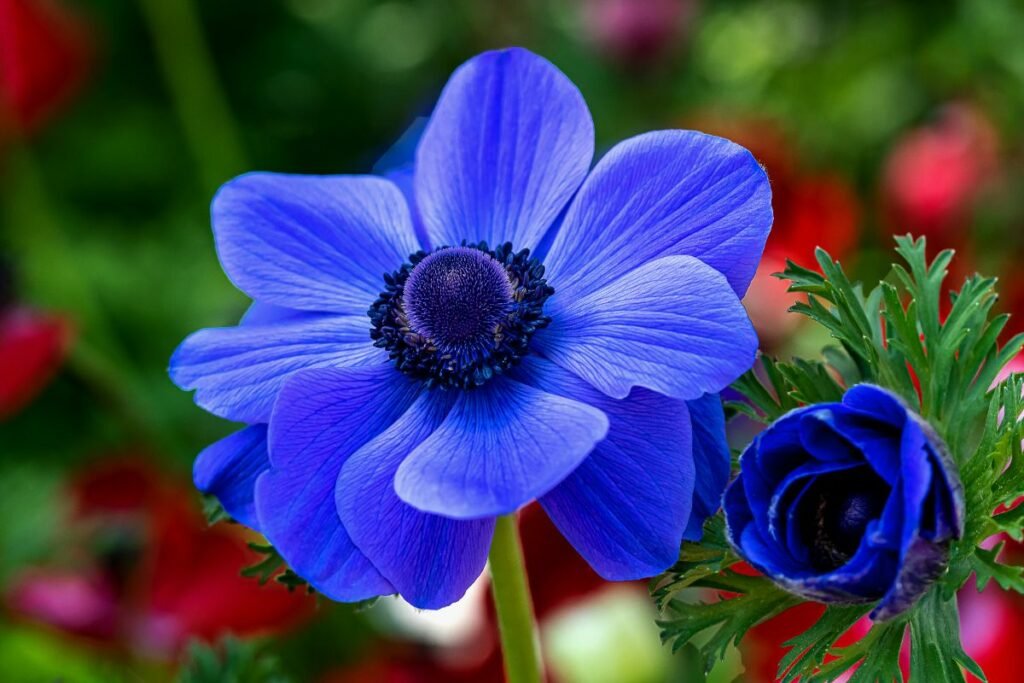 Early Spring Blue Flowers - Mich Wildflowers