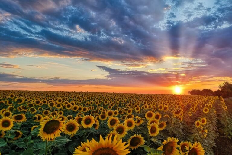 Everything You Need To Know About The Sunflower Growth Timeline - Mich ...