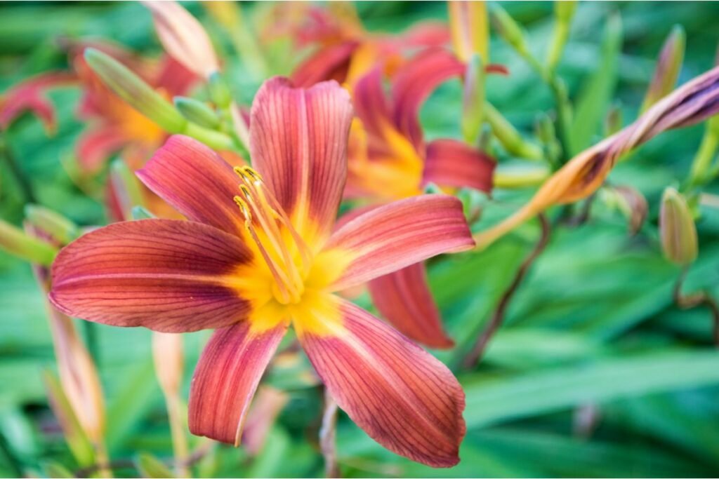 Find Out How To Grow Daylilies From Seed To Bloom Here! - Mich Wildflowers
