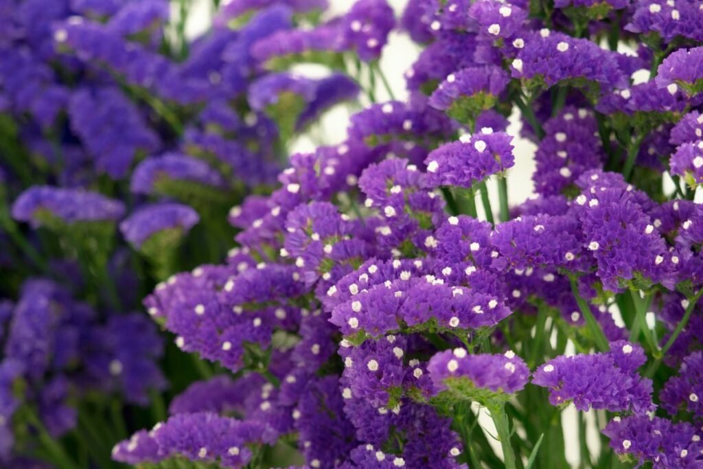 How To Grow Statice From Seed To Bloom: The Ultimate Guide - Mich Wildflowers