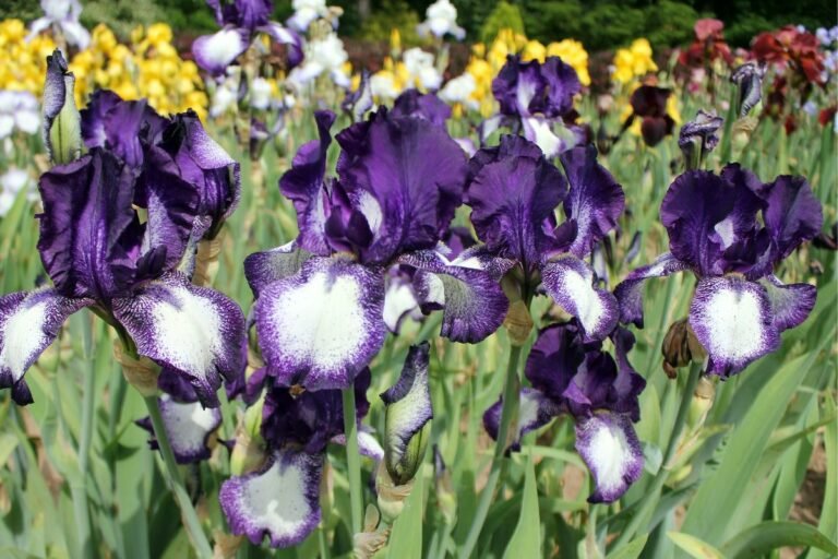 How To Care For Irises After Blooming: A Guide - Mich Wildflowers