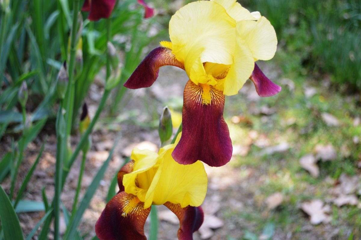 How To Care For Irises After Blooming: A Guide - Mich Wildflowers
