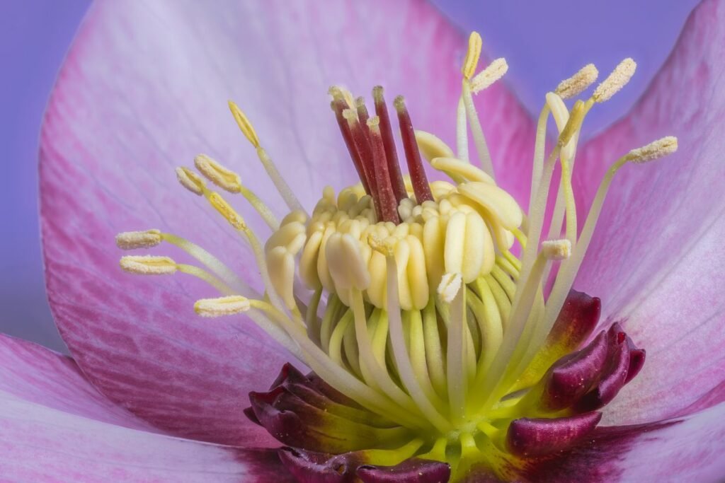 How To Grow A Lenten Rose (Lenten Rose Care And Planting Guide) - Mich ...