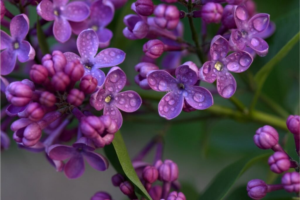 How To Grow Lilacs From Cuttings (Complete Guide) - Mich Wildflowers