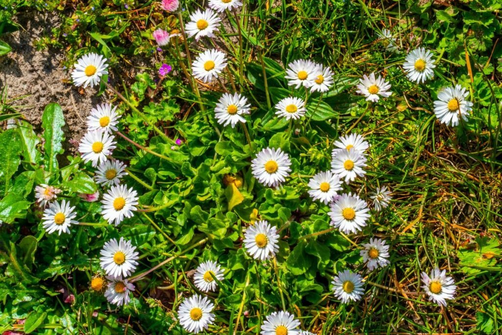 Planting Daisy Flowers: Are Daisies Perennials Or Annuals? - Mich ...