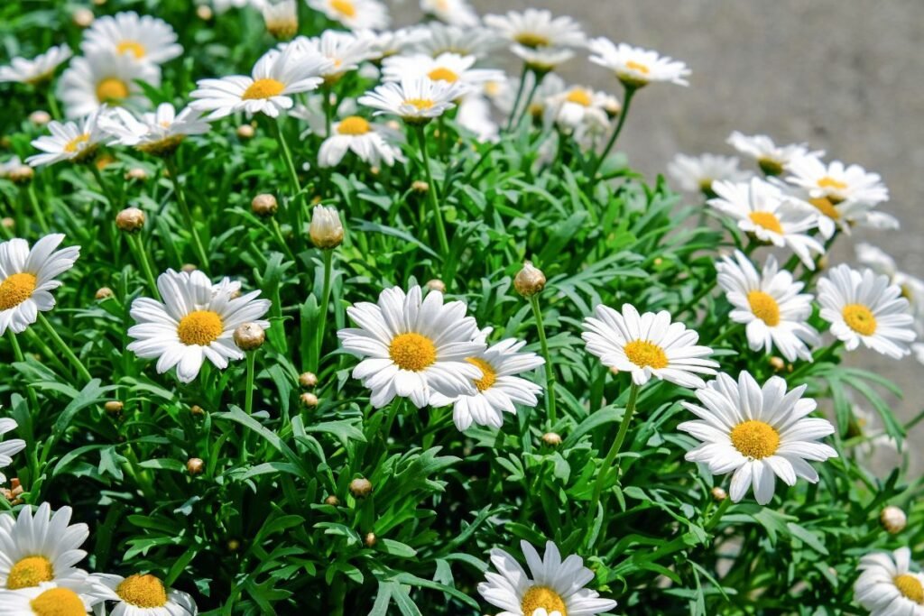 Planting Daisy Flowers: Are Daisies Perennials Or Annuals? - Mich ...