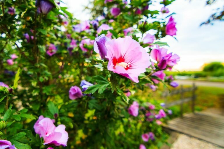 14 Gorgeous Rose Of Sharon Varieties To Bring Some Classy Color To Your ...