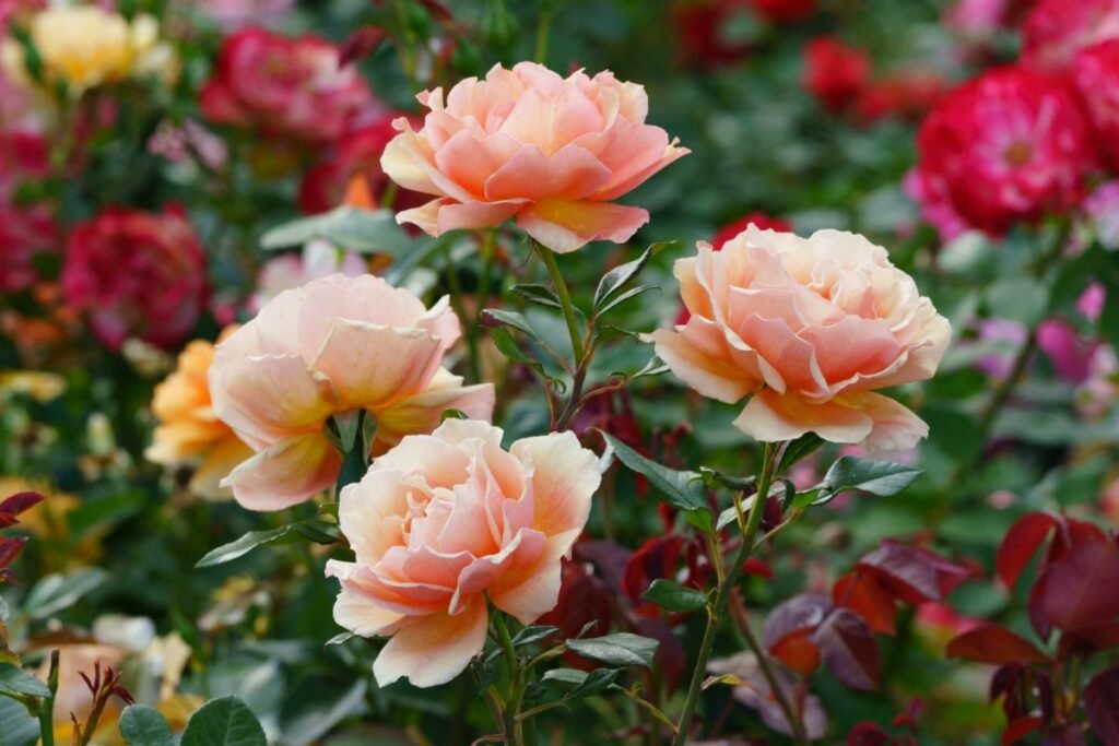 46 Stunning Types Of Roses For Your Garden With Growing Tips - Mich ...