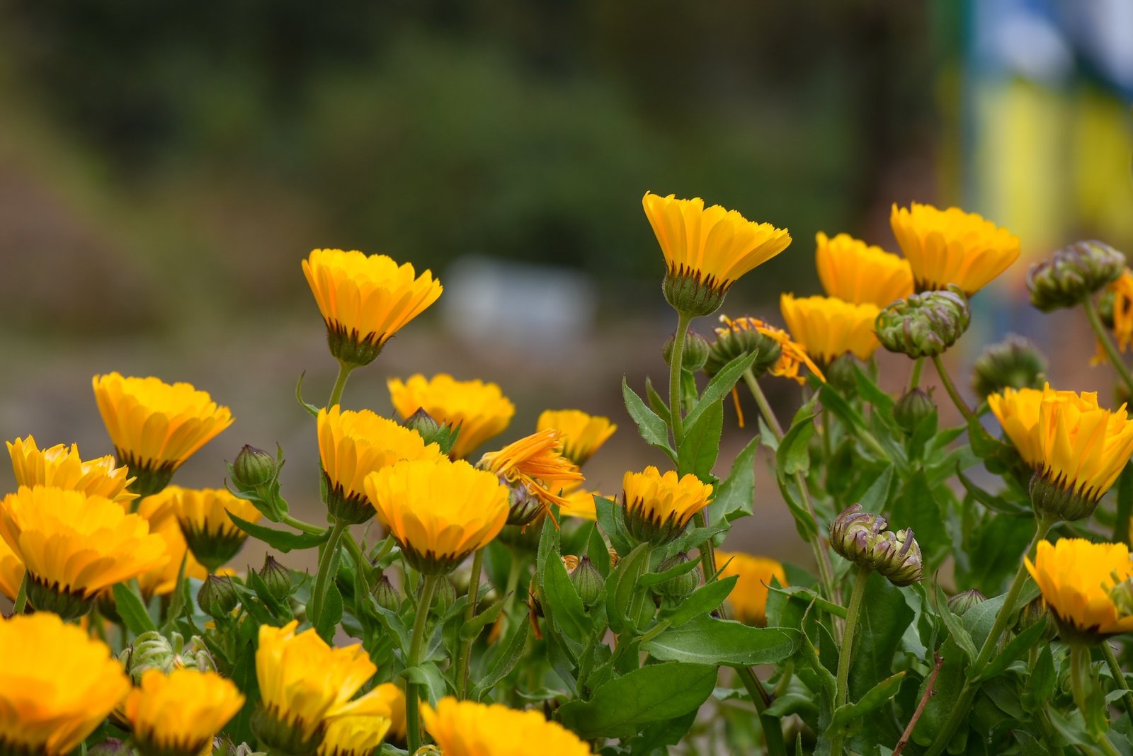 14 Fascinating Flowers That Begin With C - Mich Wildflowers