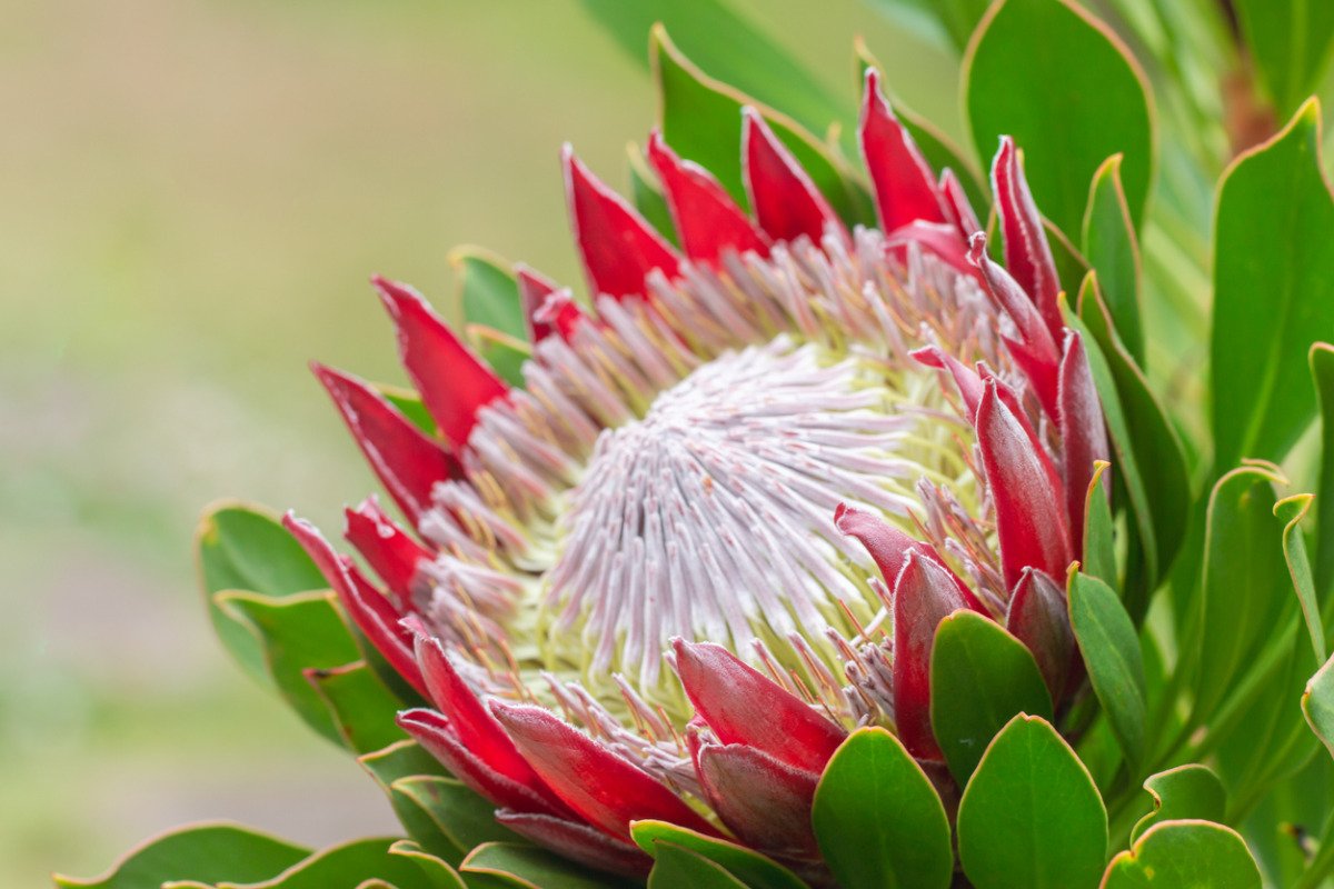 Exploring the Fascinating World of Flowers That Start with K - Mich ...