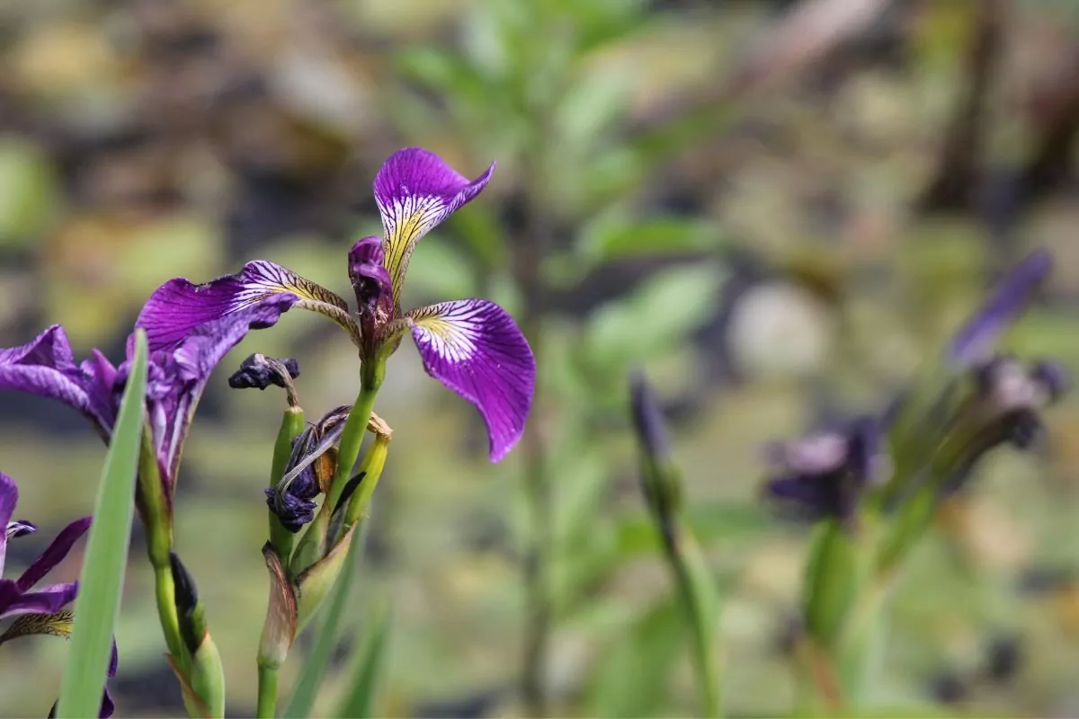 What Is A Wild Iris? - Mich Wildflowers