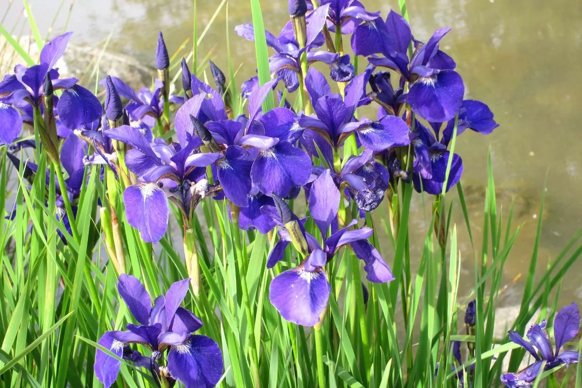 What Is A Wild Iris? - Mich Wildflowers