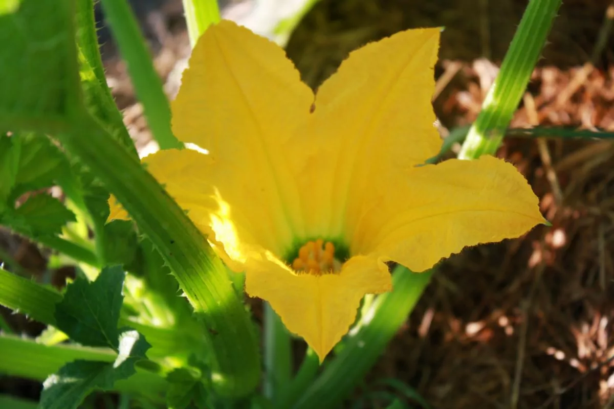 Best Sunflower Companion Plants With Tips - Mich Wildflowers